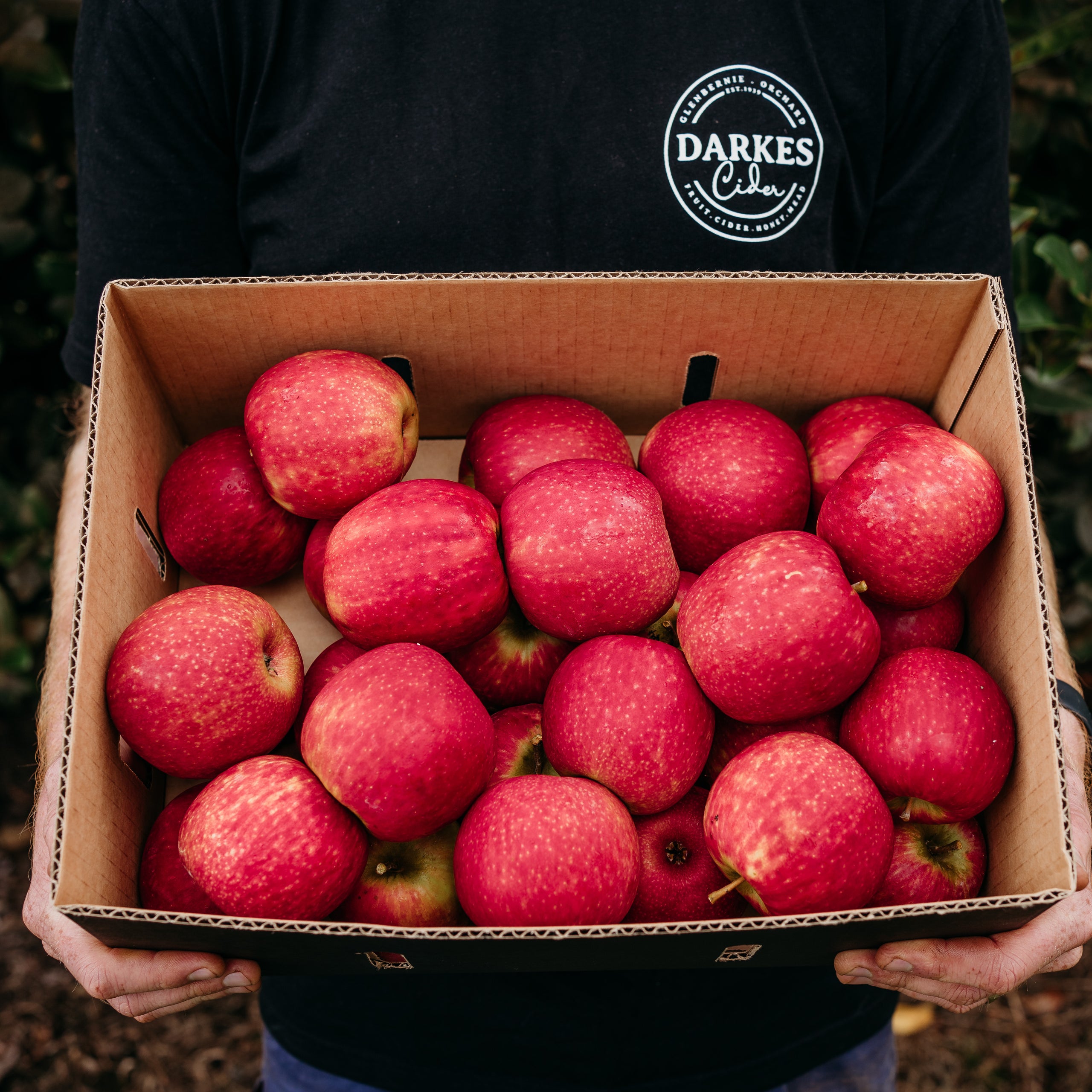 Pink Lady - 5kg Box | Glenbernie Orchard - Home of Darkes Cider